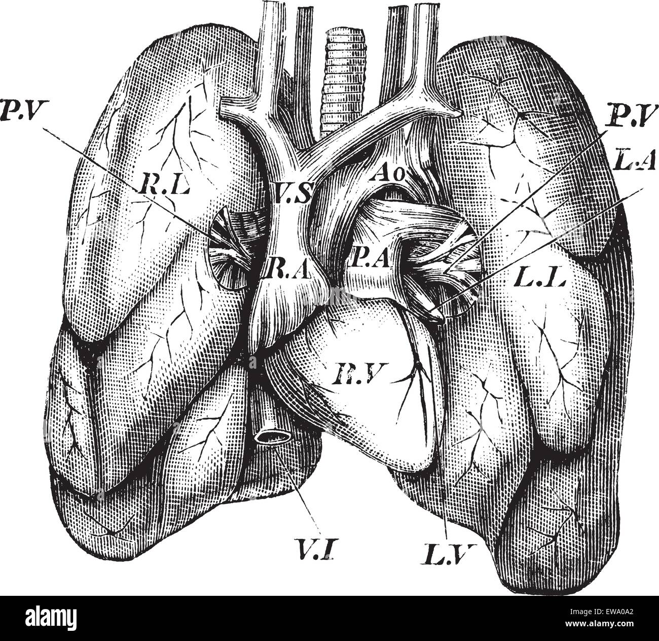 Human Heart And Lungs Outline