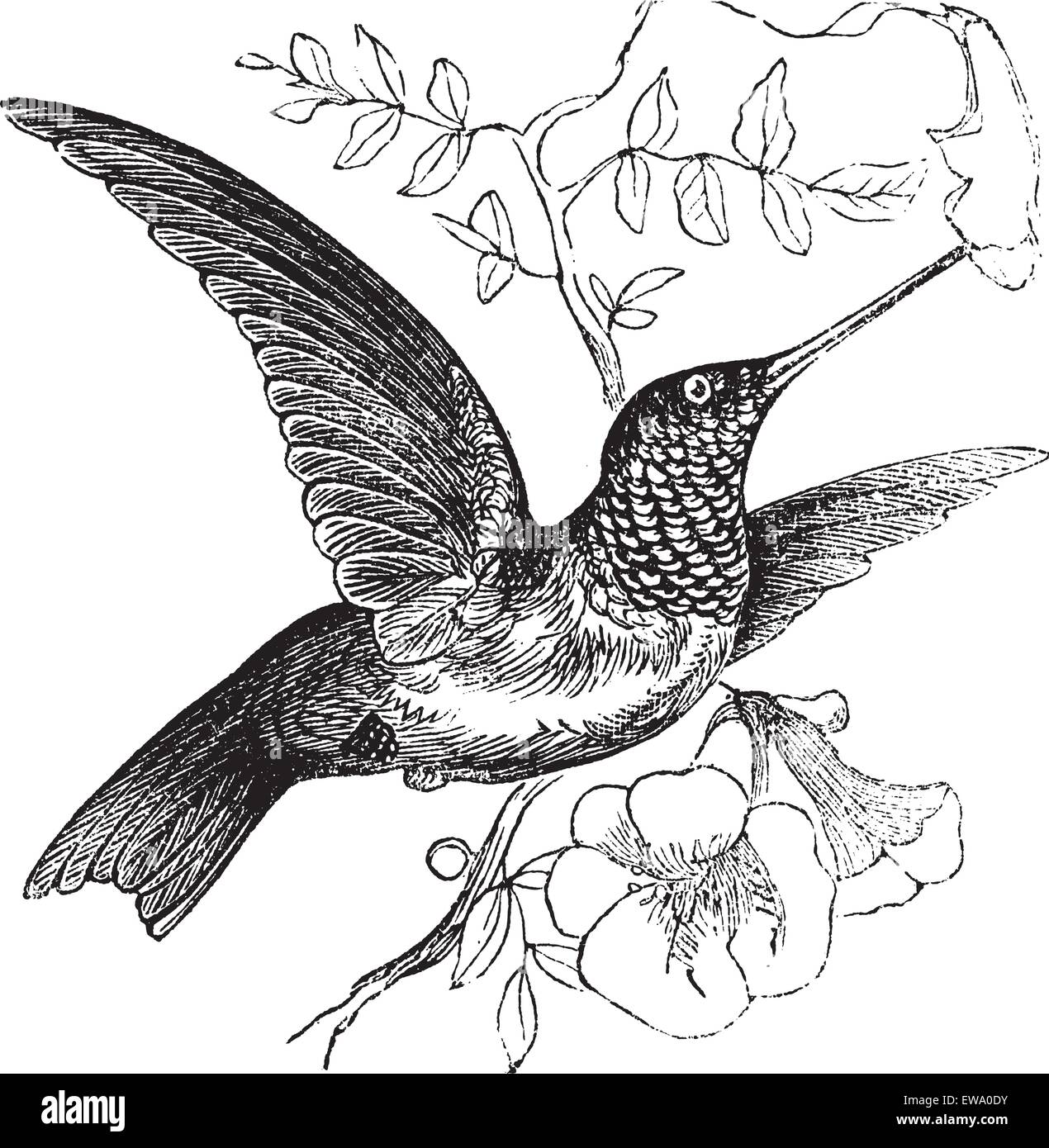 Ruby-throated Hummingbird or Archilochus colubris, vintage engraving ...