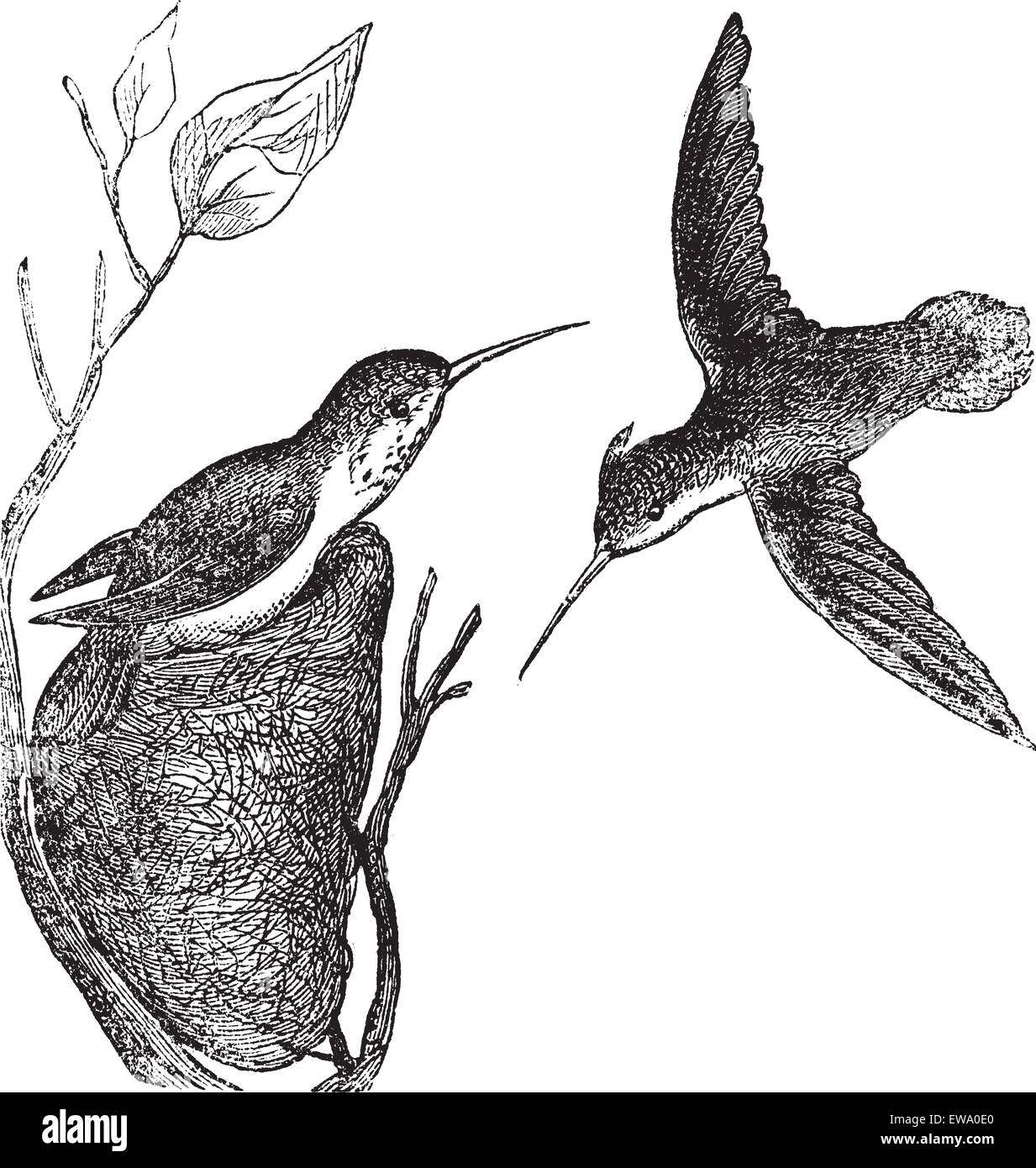 Hummingbird migration Stock Vector Images - Alamy