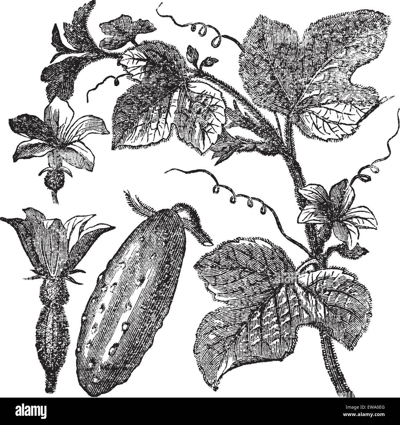 Botanical illustration of cucumber hi-res stock photography and images ...