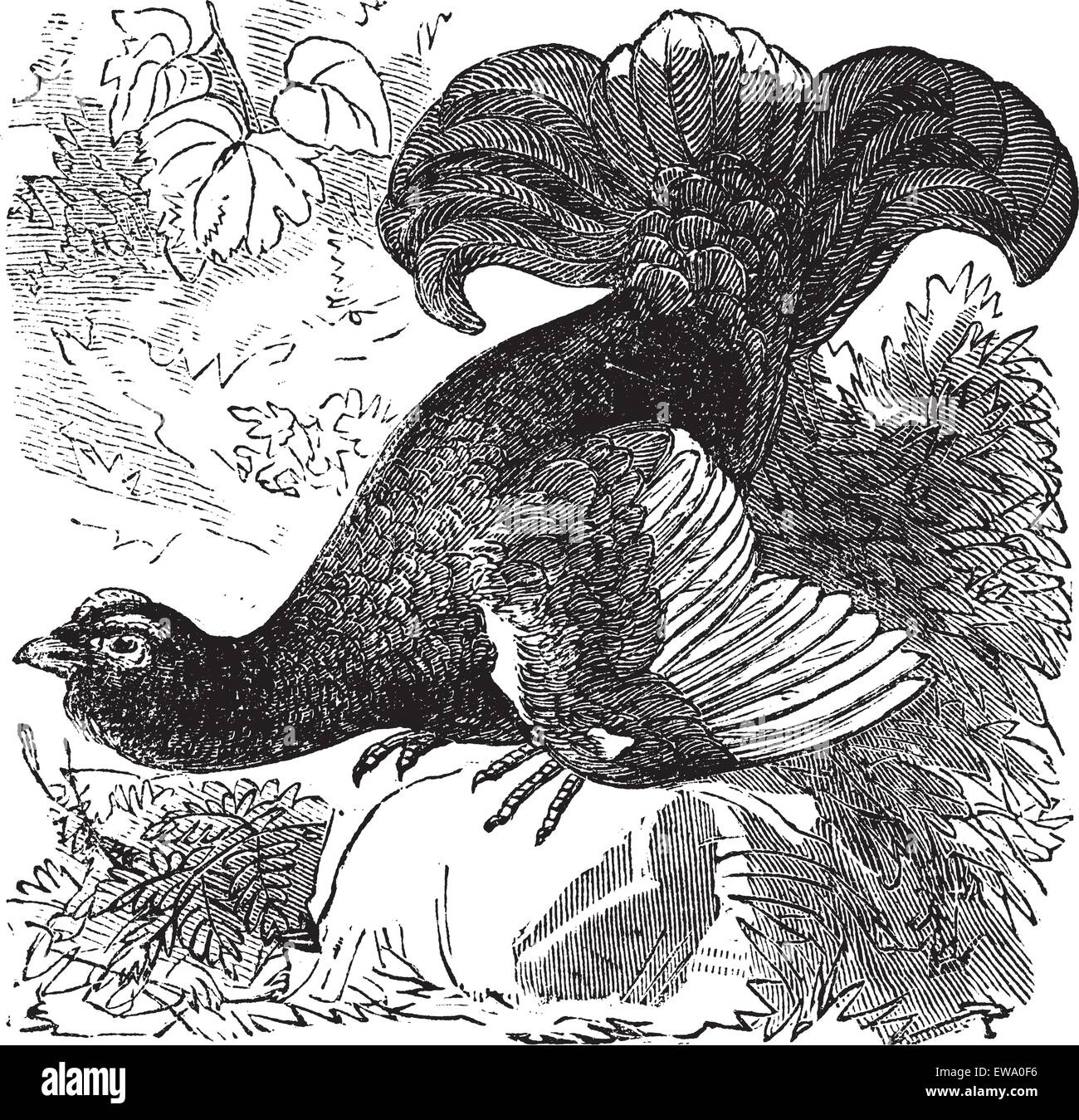 Black Grouse or Blackgame or Tetrao tetrix, vintage engraving. Old ...
