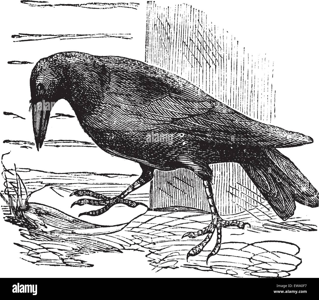 Carrion corvus Stock Vector Images - Alamy