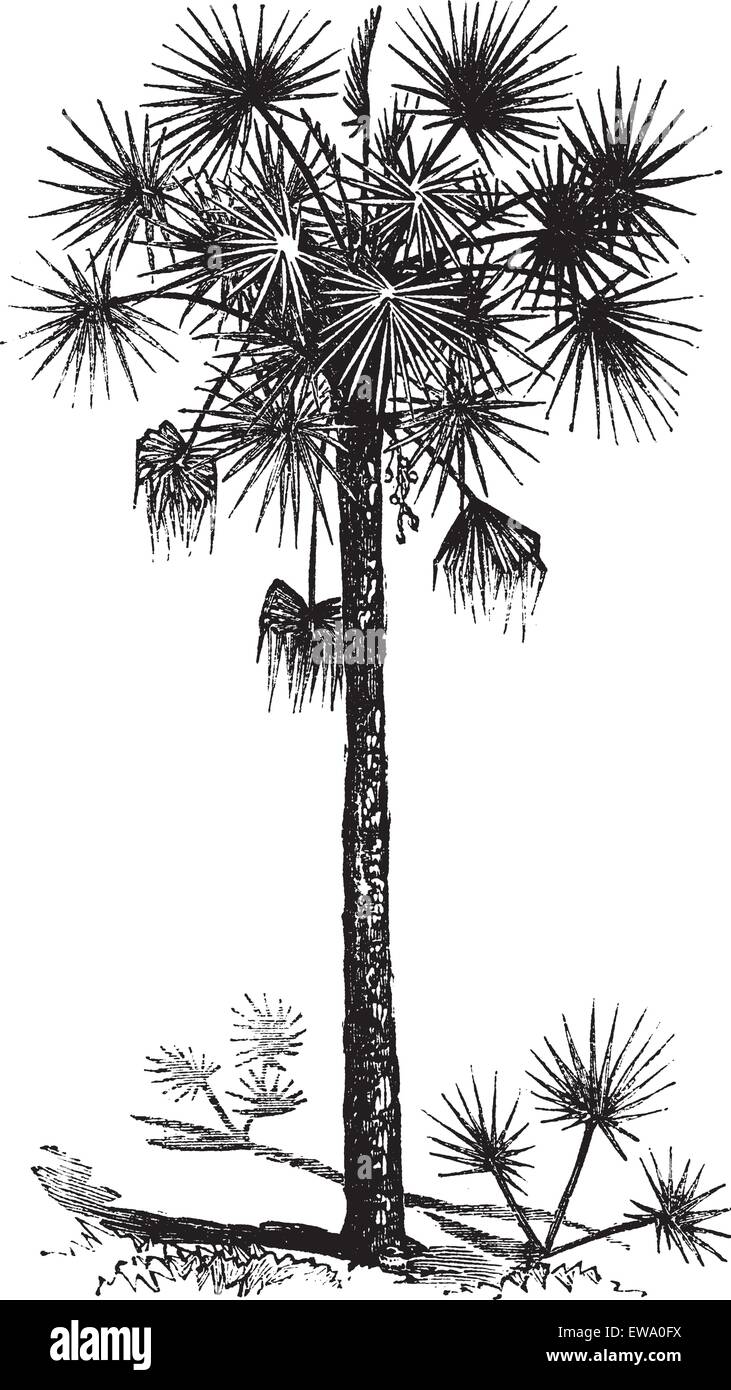 Palmetto cabbage palm Stock Vector Images - Alamy