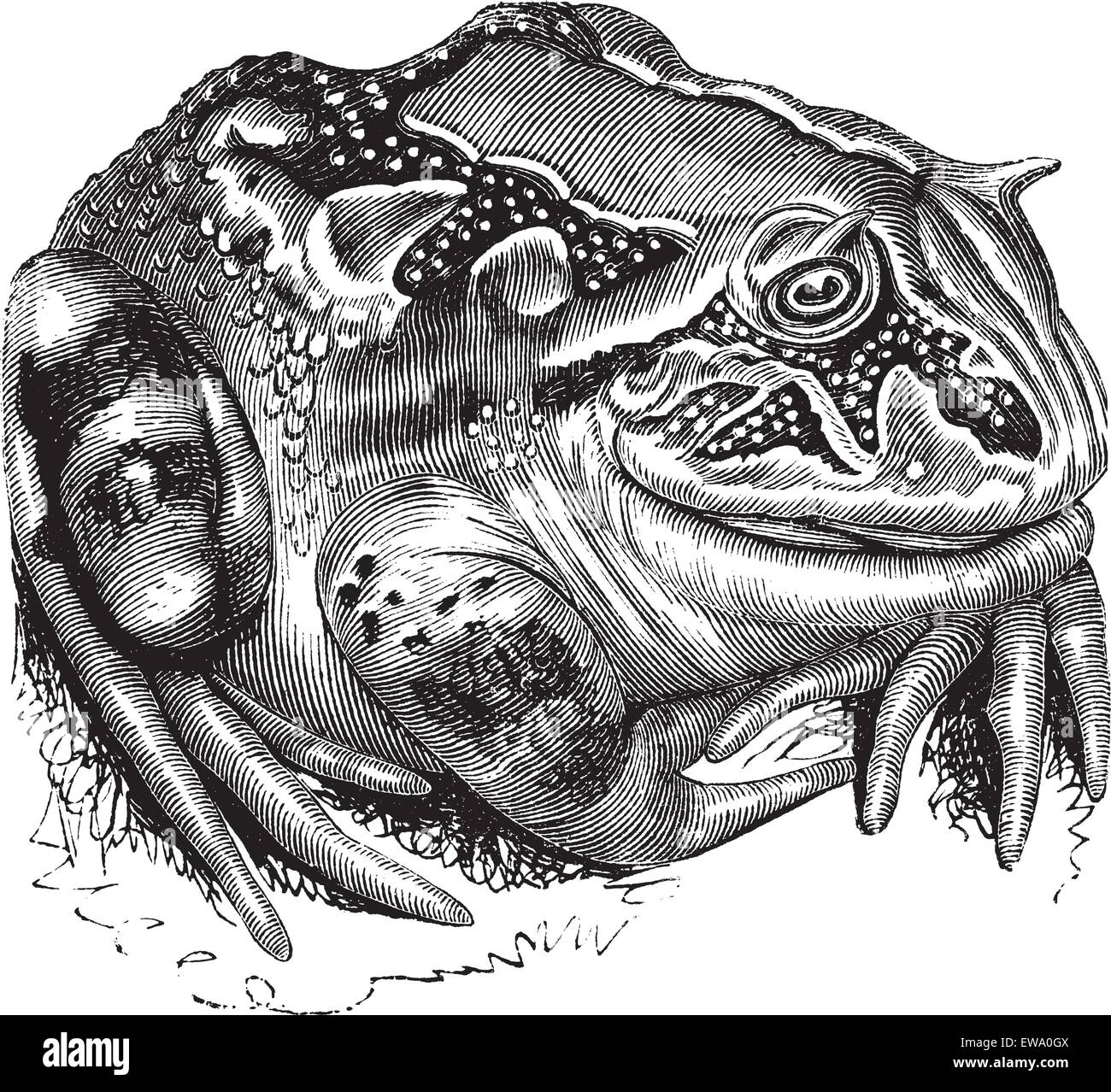 Surinam Horned Frog or Amazonian Horned Frog or Ceratophrys cornuta ...