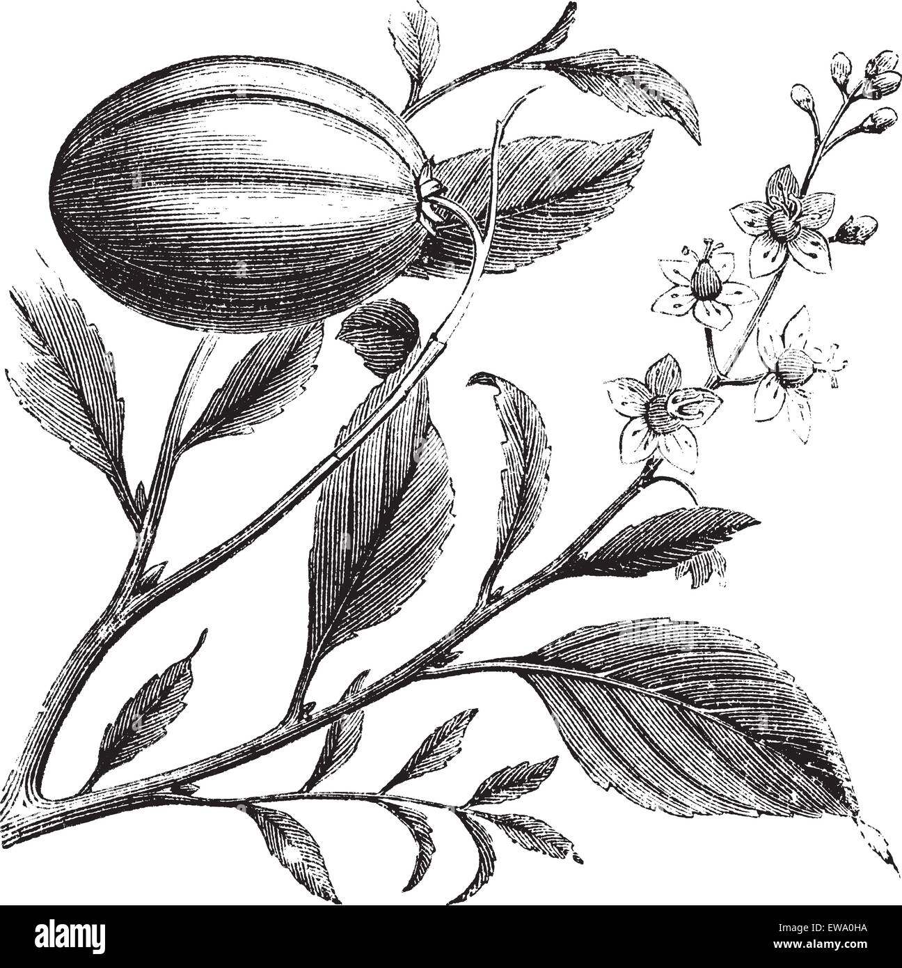 Purging Croton or Croton tiglium, vintage engraving. Old engraved ...