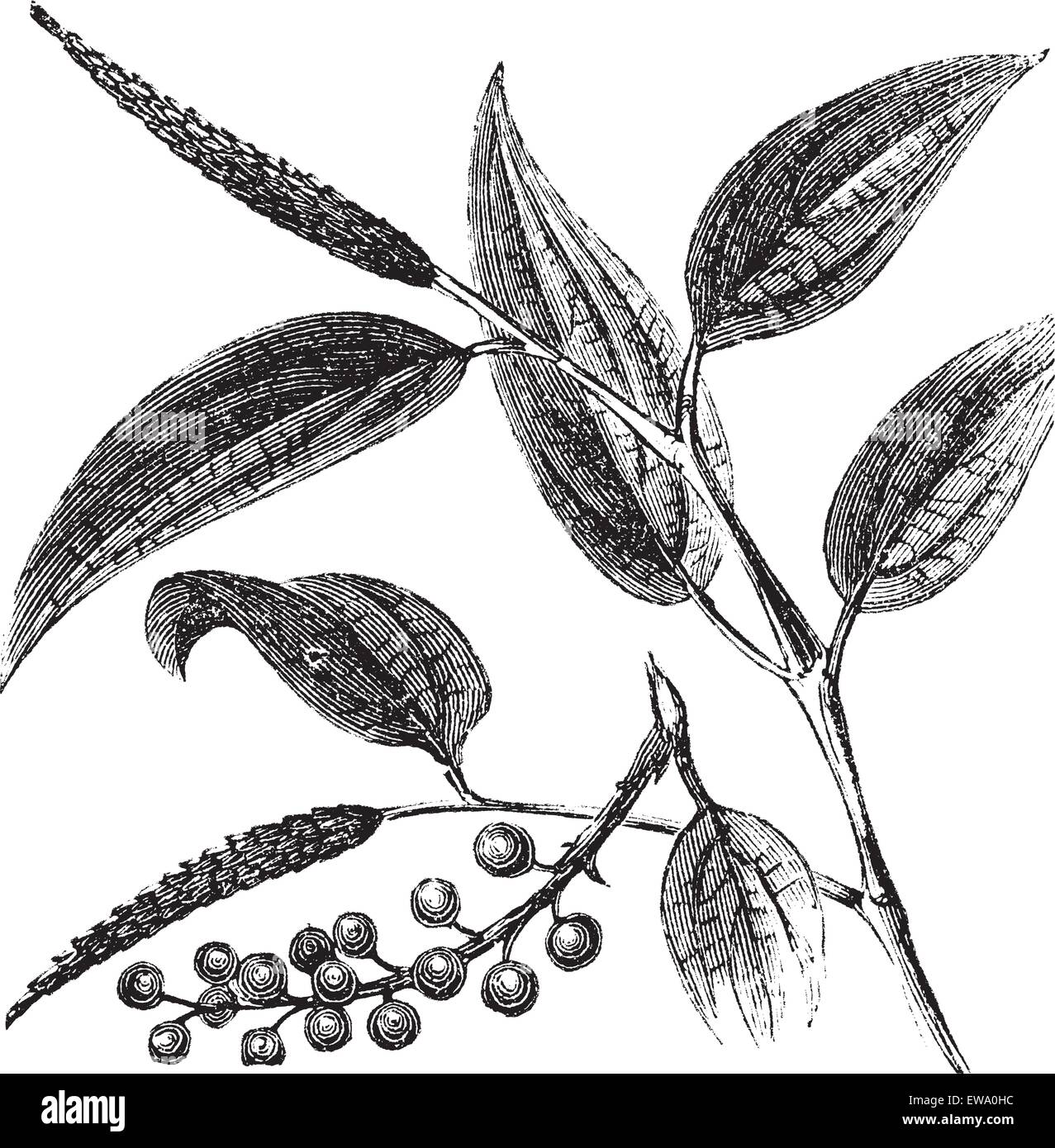 Cubeb or Tailed Pepper or Java Pepper or Piper cubeba, vintage ...