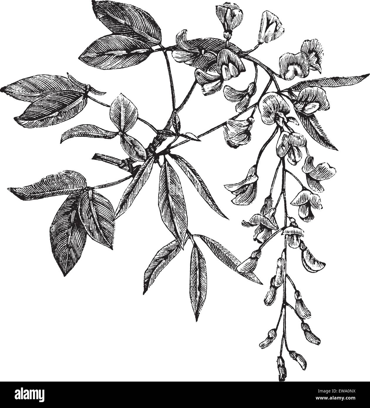 Botanical illustration of laburnum Stock Vector Images - Alamy