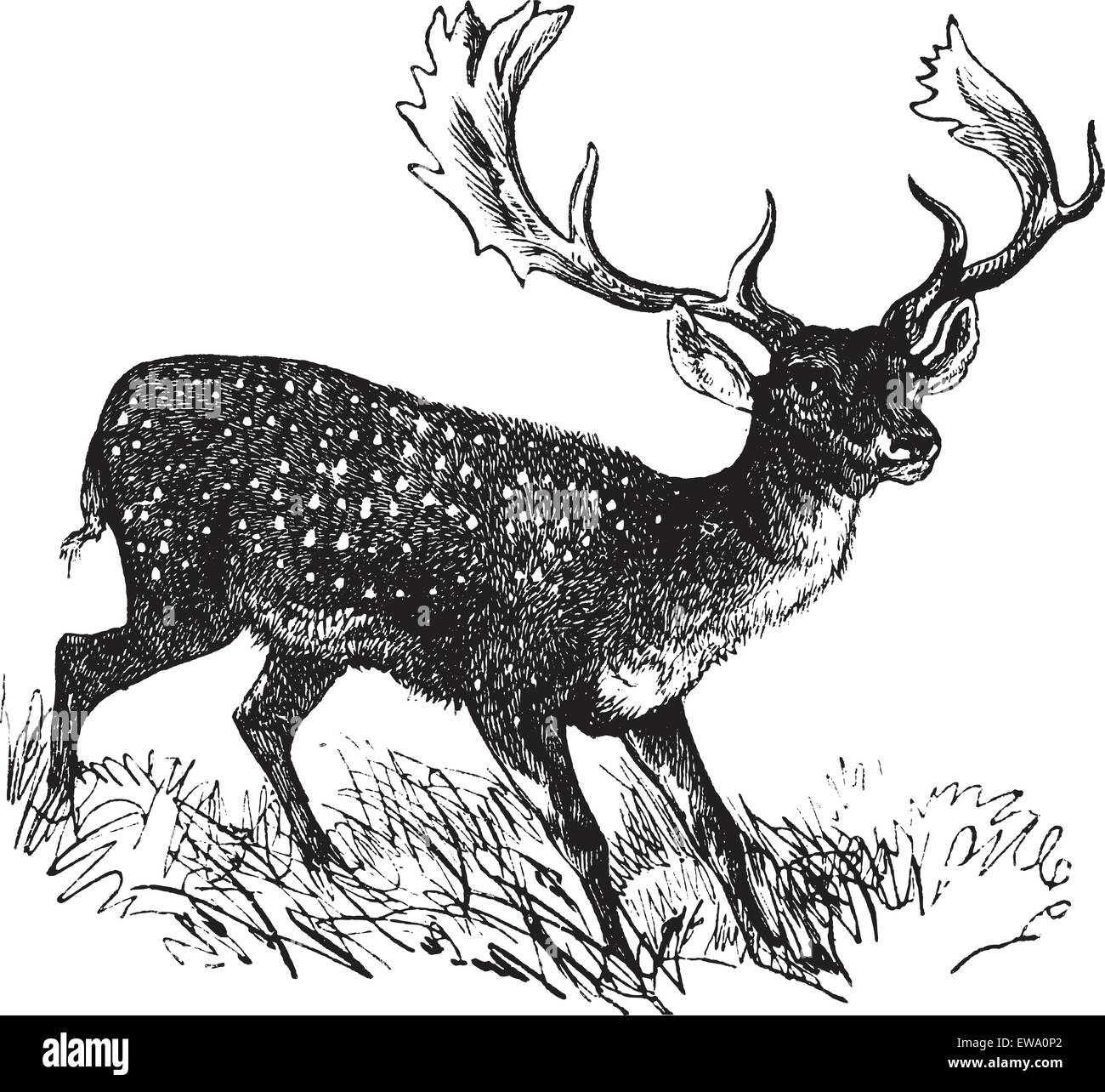 Fallow Deer or Dama dama, vintage engraving. Old engraved illustration ...