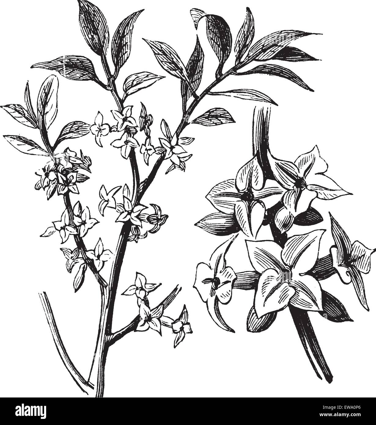 Daphne Or Daphne Mezereum Vintage Engraving Old Engraved Illustration Of A Daphne Plant