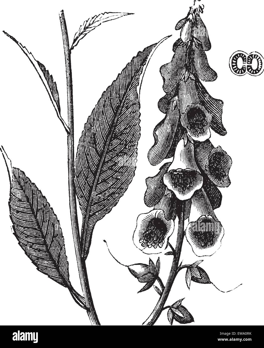 Foxglove illustration Stock Vector Images - Alamy