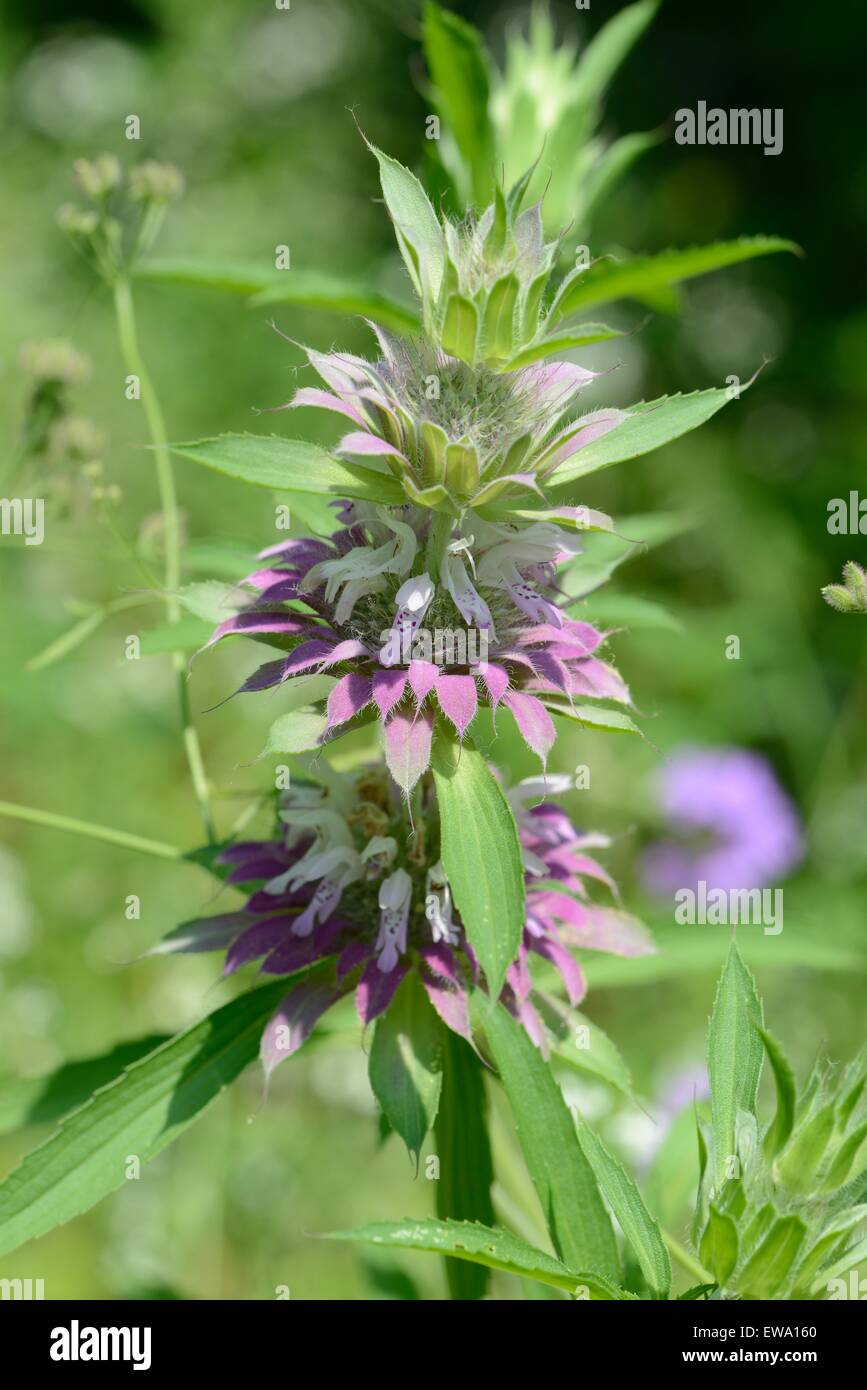 Beebalm hi-res stock photography and images - Alamy