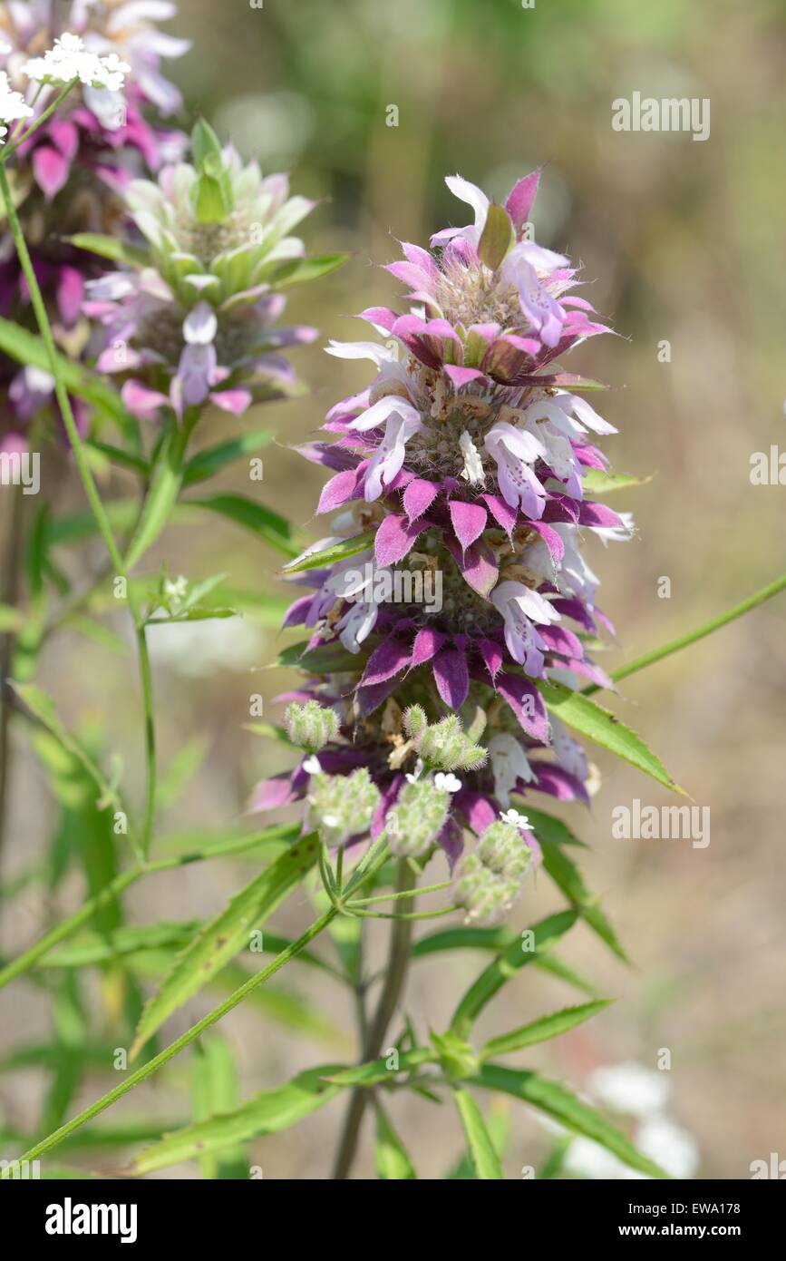 Beebalm hi-res stock photography and images - Alamy