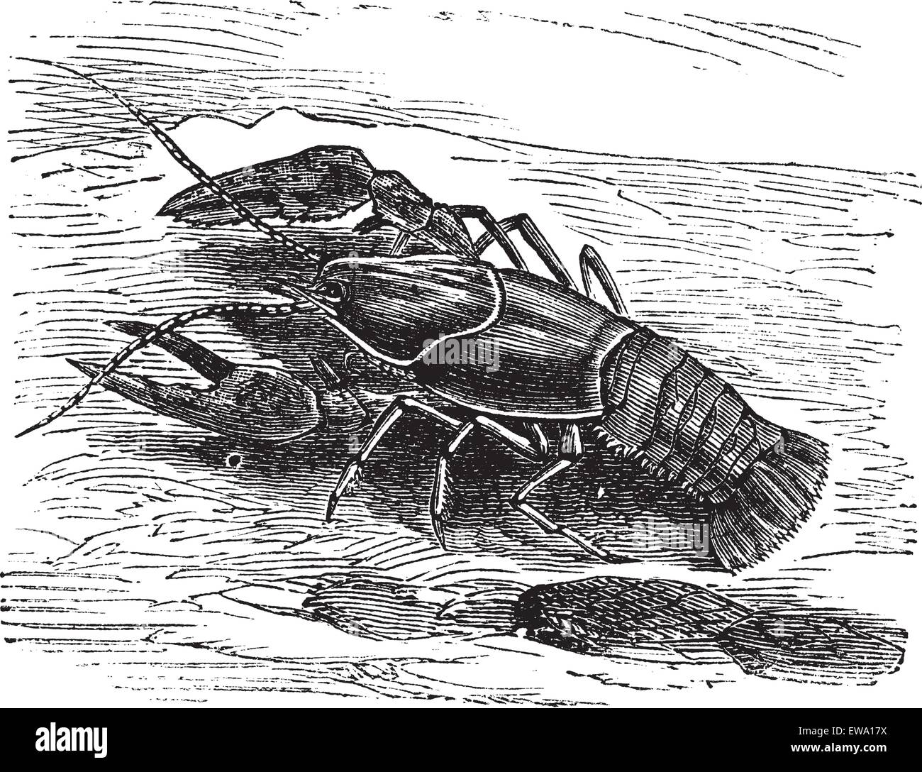 Turkish Crayfish High Resolution Stock Photography and Images - Alamy