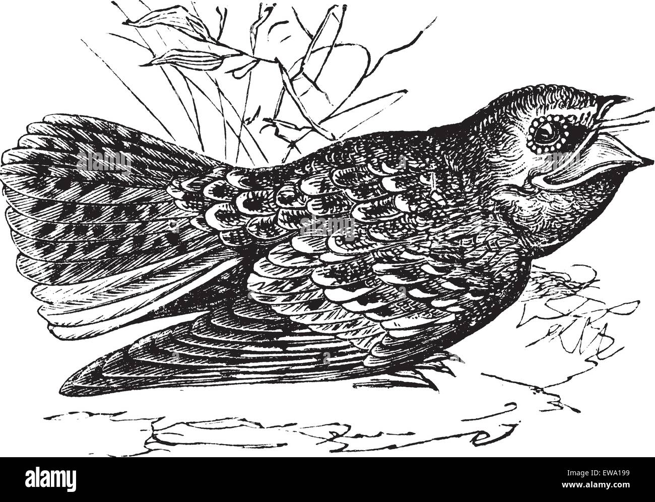 Chuck wills widow bird Stock Vector Images - Alamy