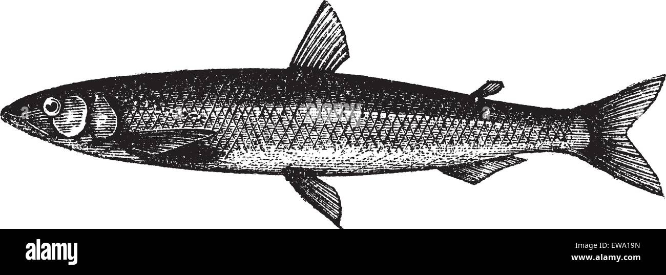 Smelt illustration Stock Vector Images - Alamy