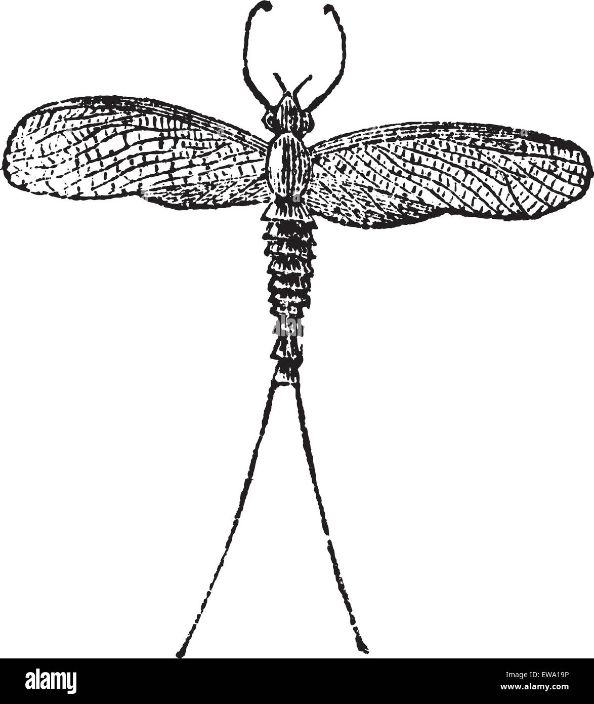 Aquatic insect mayfly Stock Vector Images - Alamy