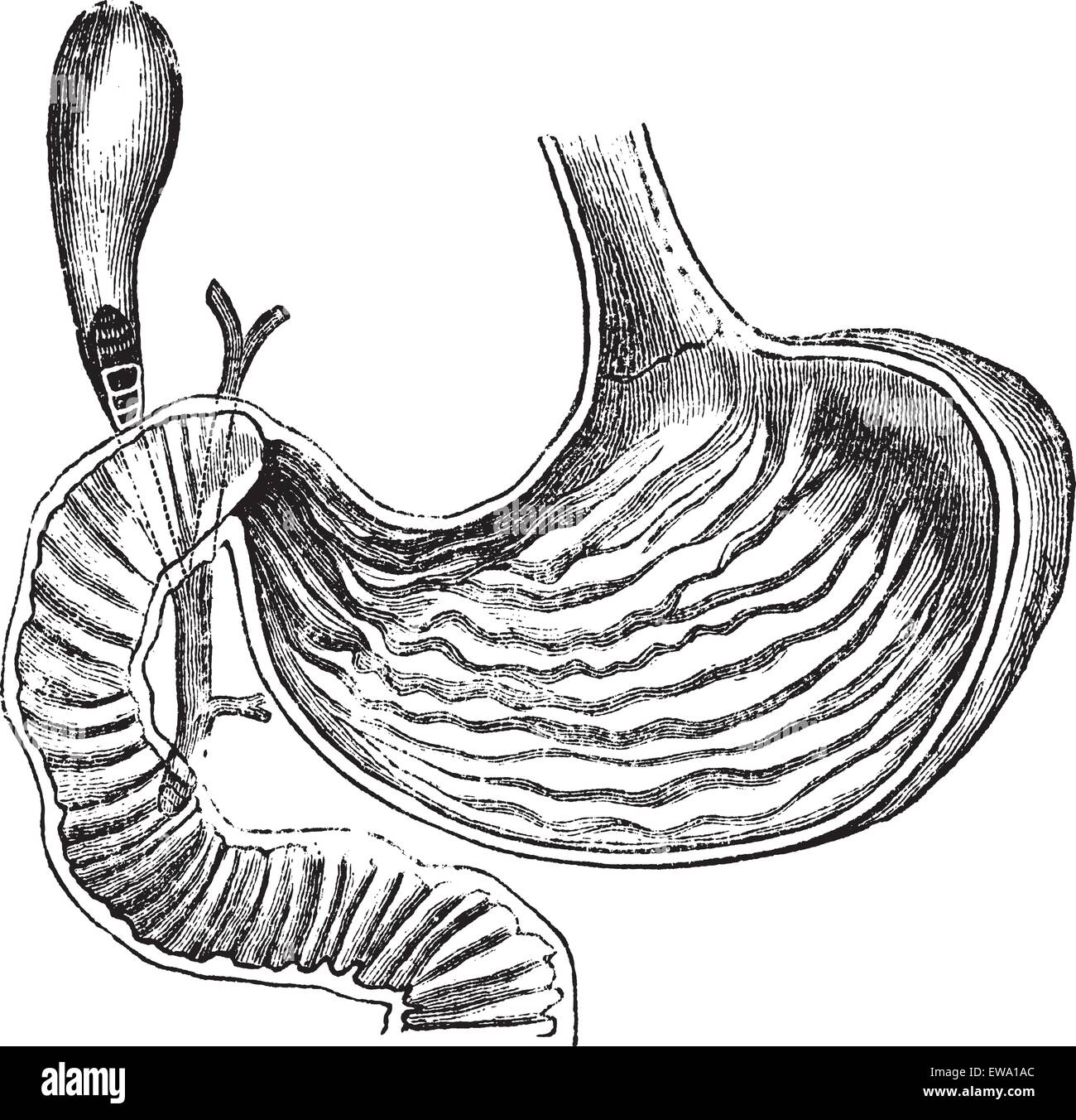 Human Stomach Drawing
