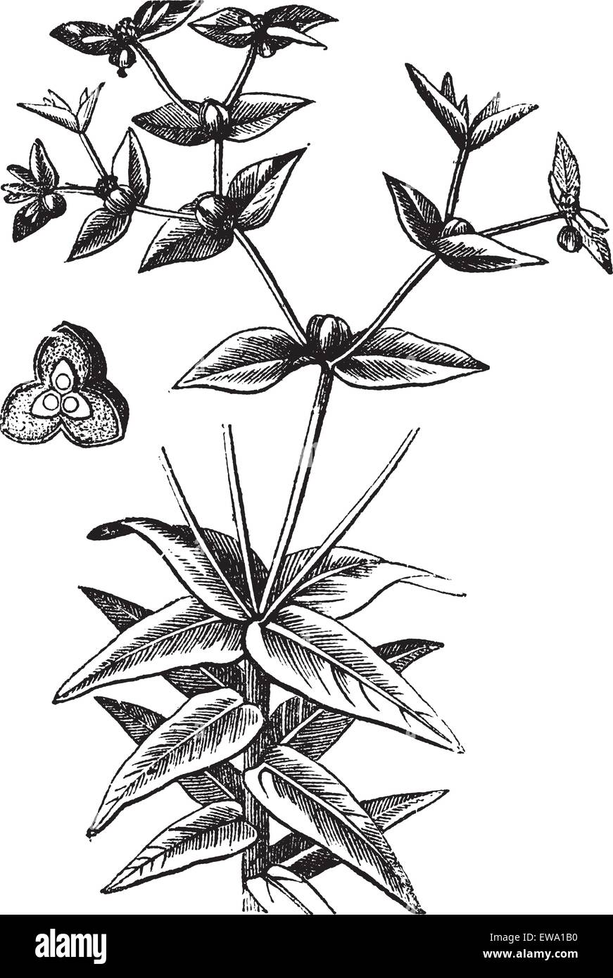 Ipecac Stock Vector Images - Alamy