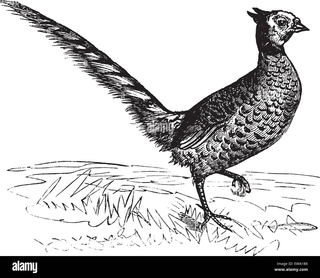 Pheasant egg Stock Vector Images - Alamy