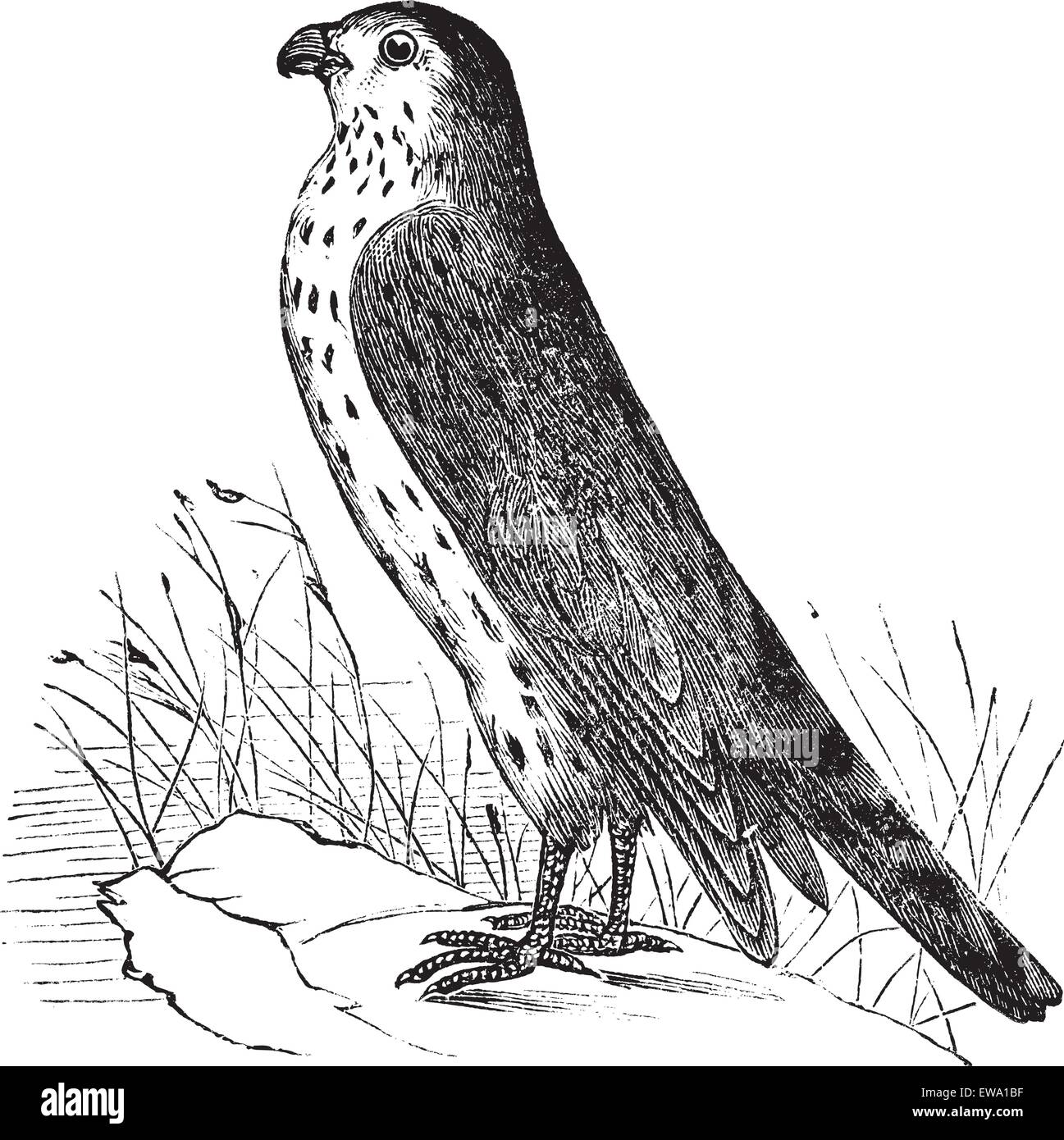 Merlin falcon Stock Vector Images - Alamy