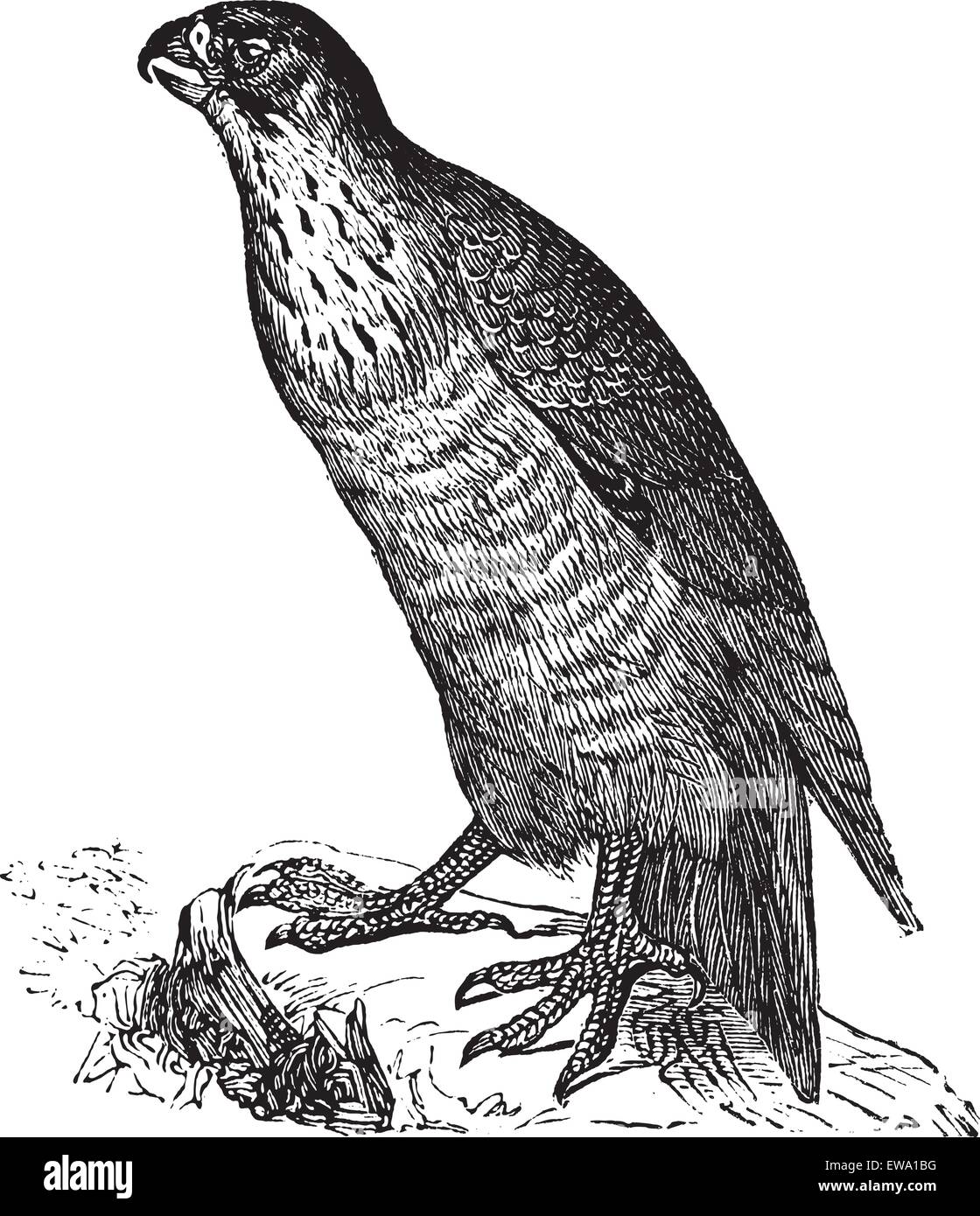 Peregrine falcon Stock Vector Images - Alamy