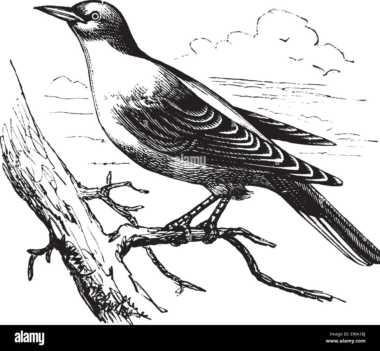 Orphean Stock Vector Images - Alamy