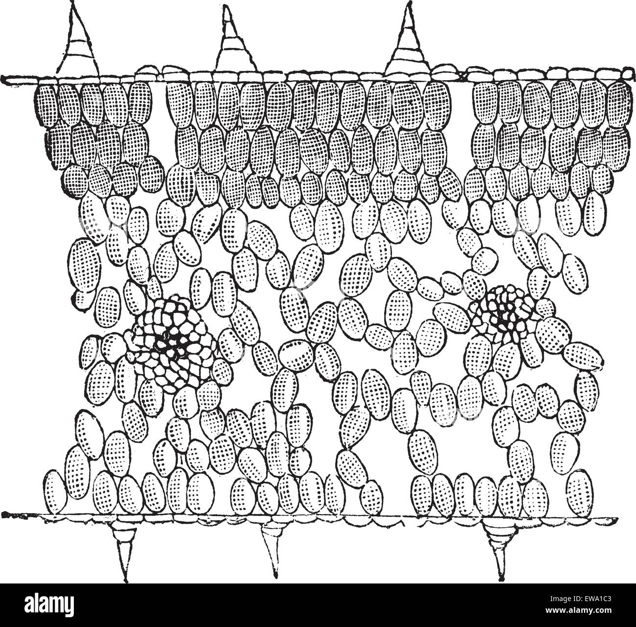 Vertical cross section leaf Stock Vector Images - Alamy