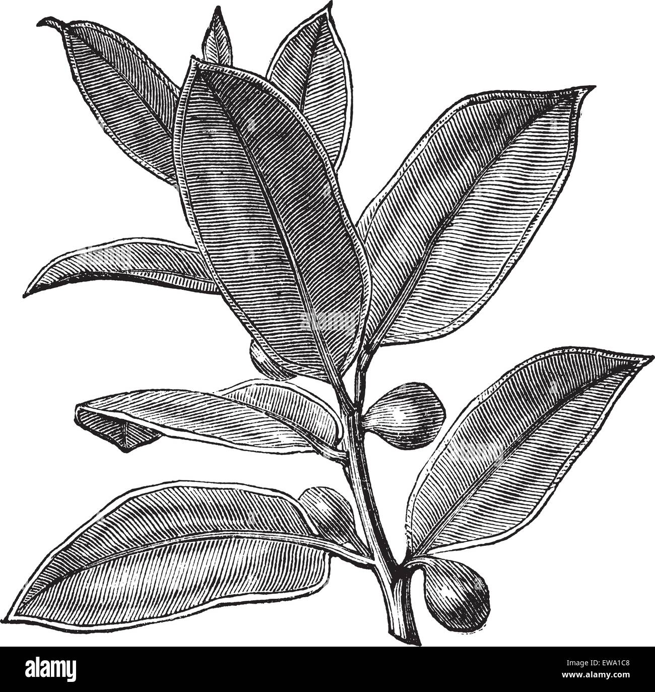 Rubber Plant or Rubber Fig or Rubber Bush or Indian Rubber Bush or ...