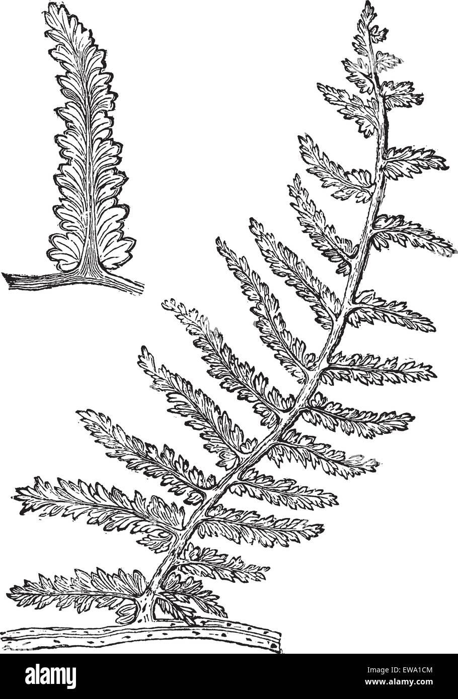Sphenopteris, vintage engraving. Old engraved illustration of ...