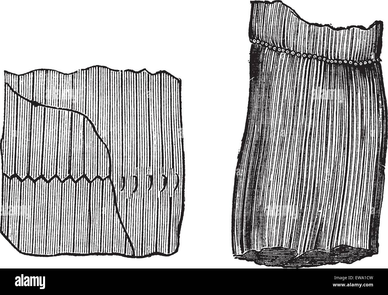 Calamites Fossil, vintage engraved illustration. Trousset encyclopedia ...