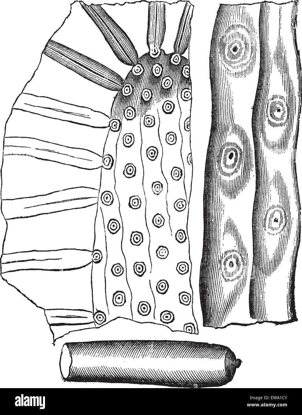 Stigmaria hi-res stock photography and images - Alamy