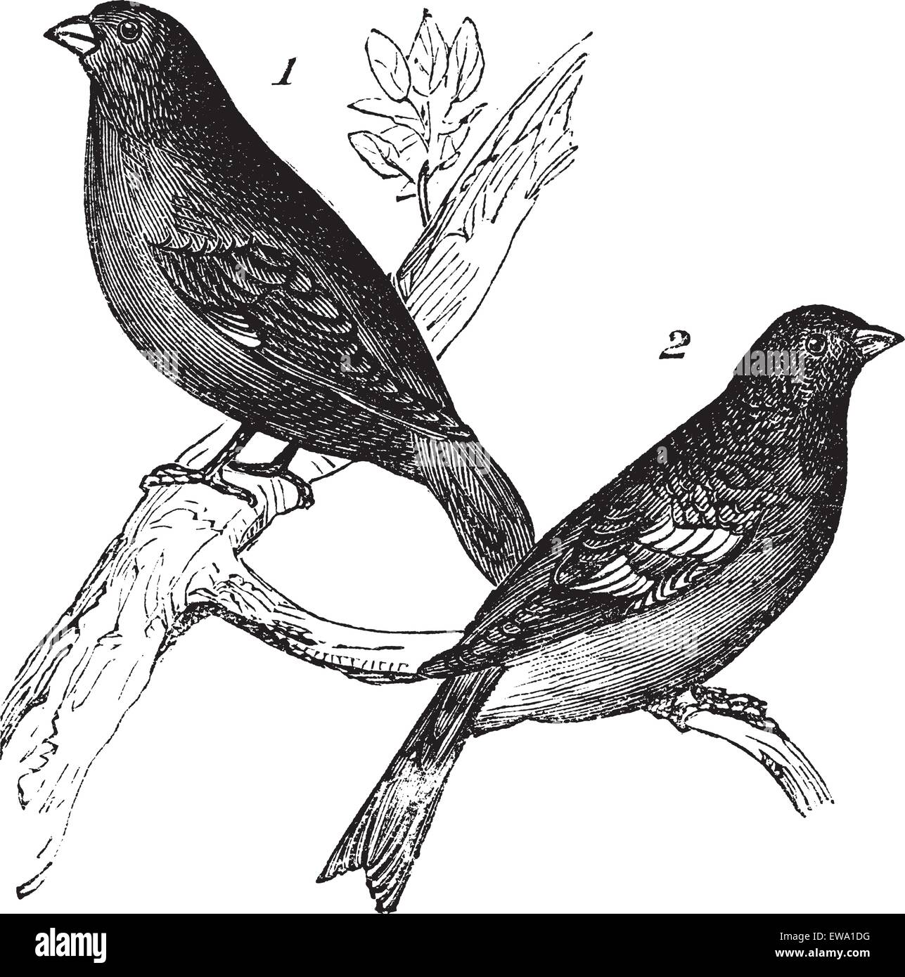 Engraving of the brambling Stock Vector Images - Alamy