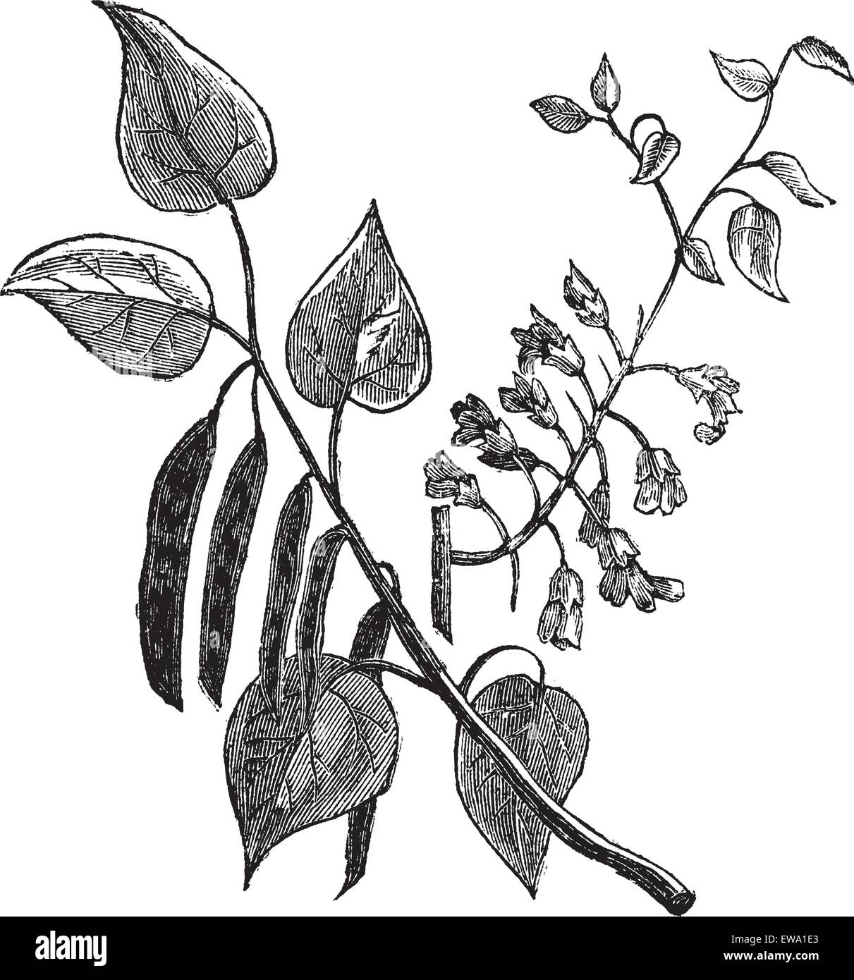 Cercis canadensis or Eastern Redbud, vintage engraving. Old engraved ...