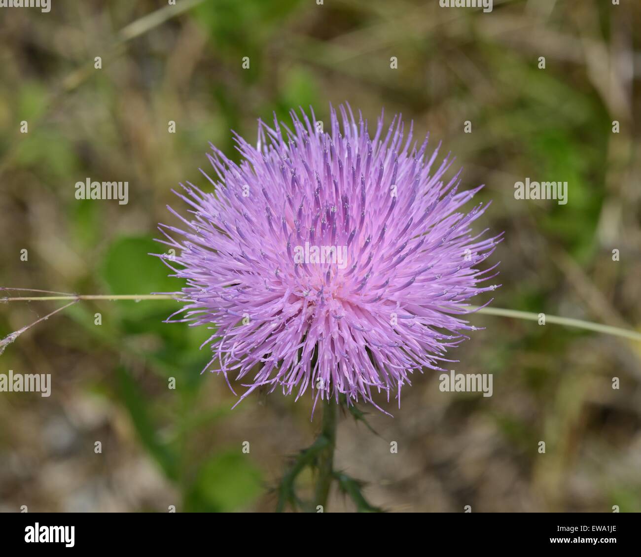 Texanum hi-res stock photography and images - Alamy