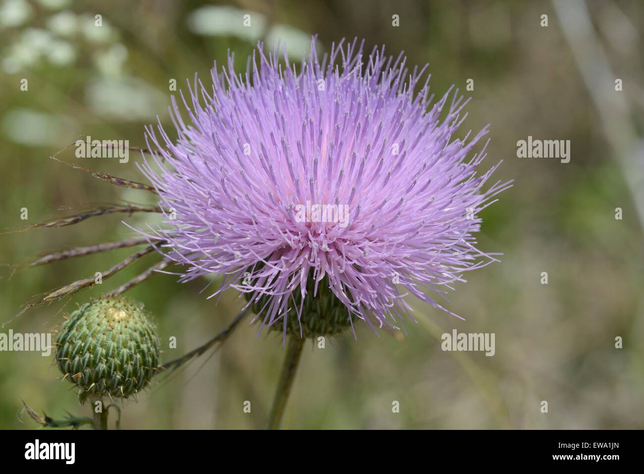 Texanum hi-res stock photography and images - Alamy