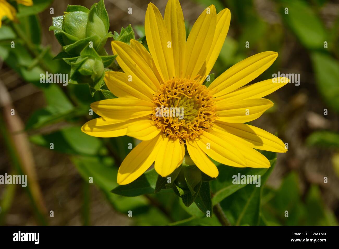 Compass plant hi-res stock photography and images - Alamy