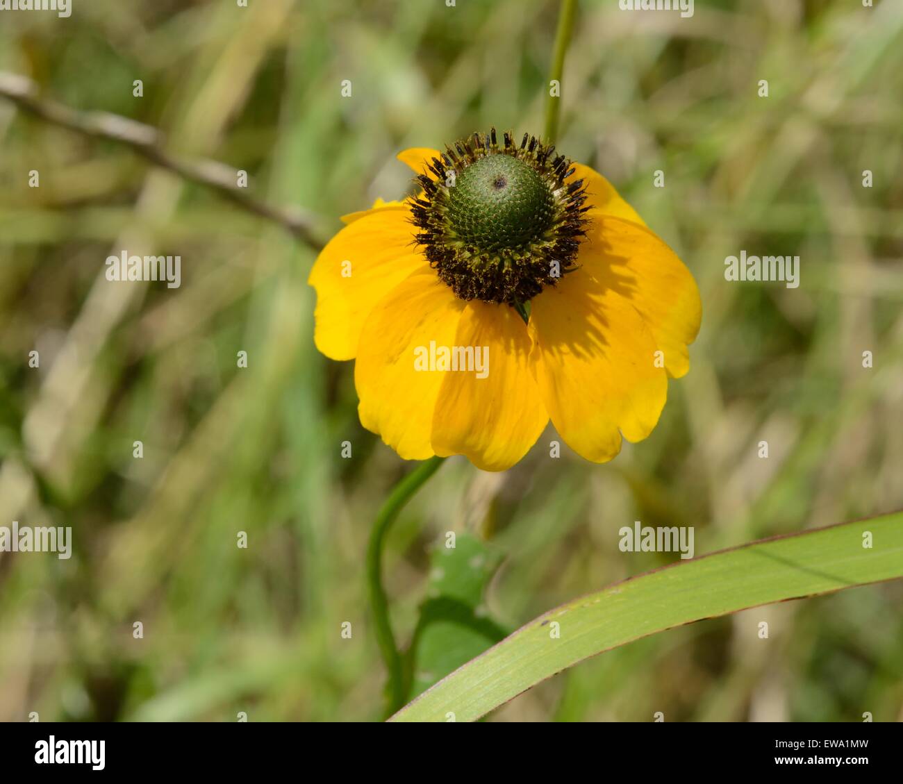 Clasping hi-res stock photography and images - Alamy