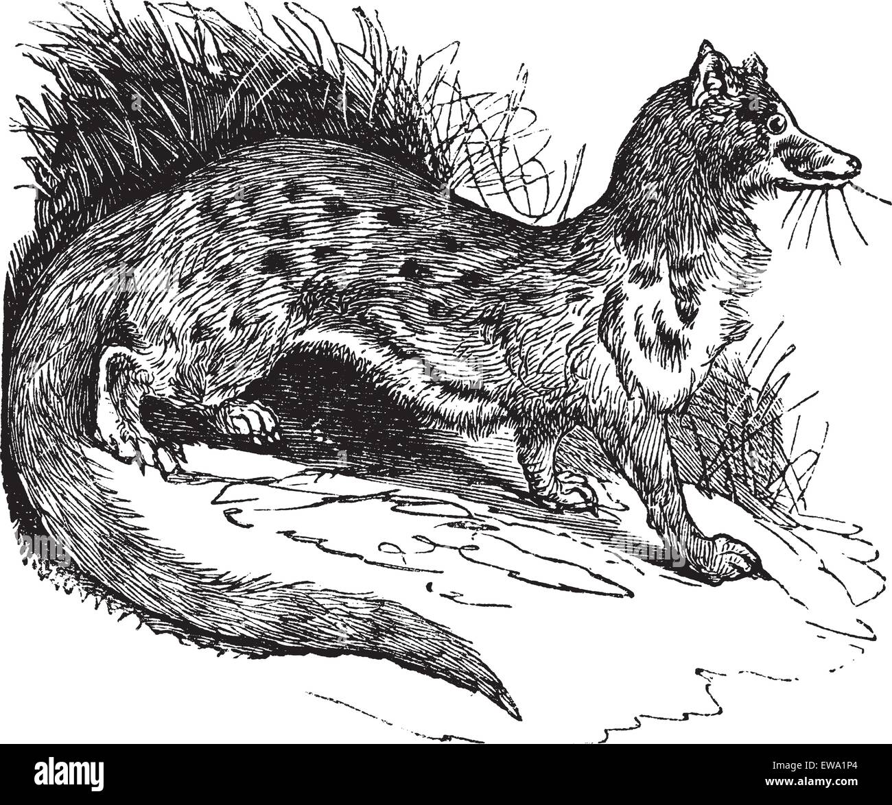 Spotted linsang hi-res stock photography and images - Alamy