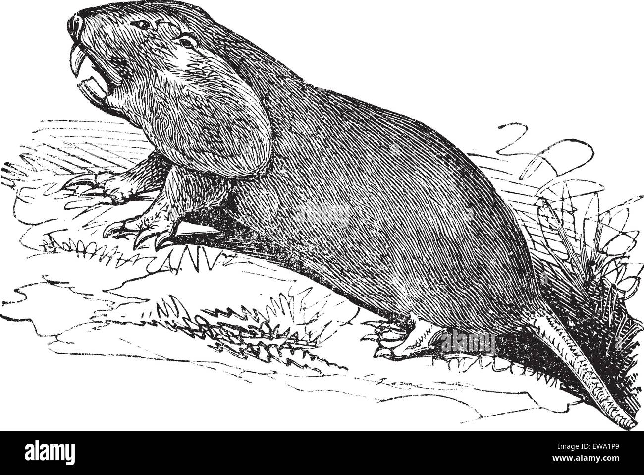 Plains pocket gopher Stock Vector Images - Alamy