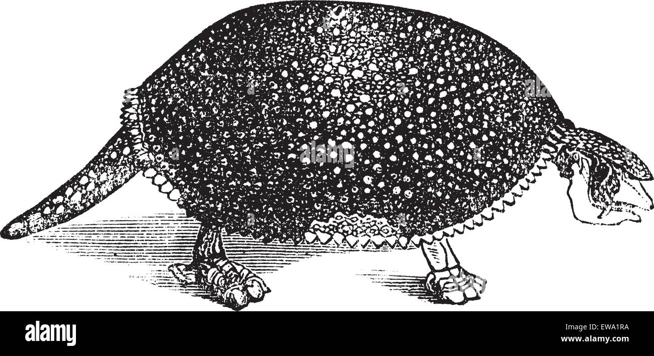 Glyptodon, vintage engraving. Old engraved illustration of Glyptodon ...