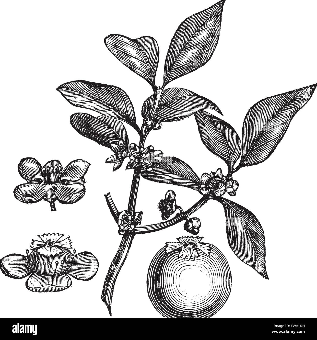 Gambooge Stock Vector Images - Alamy