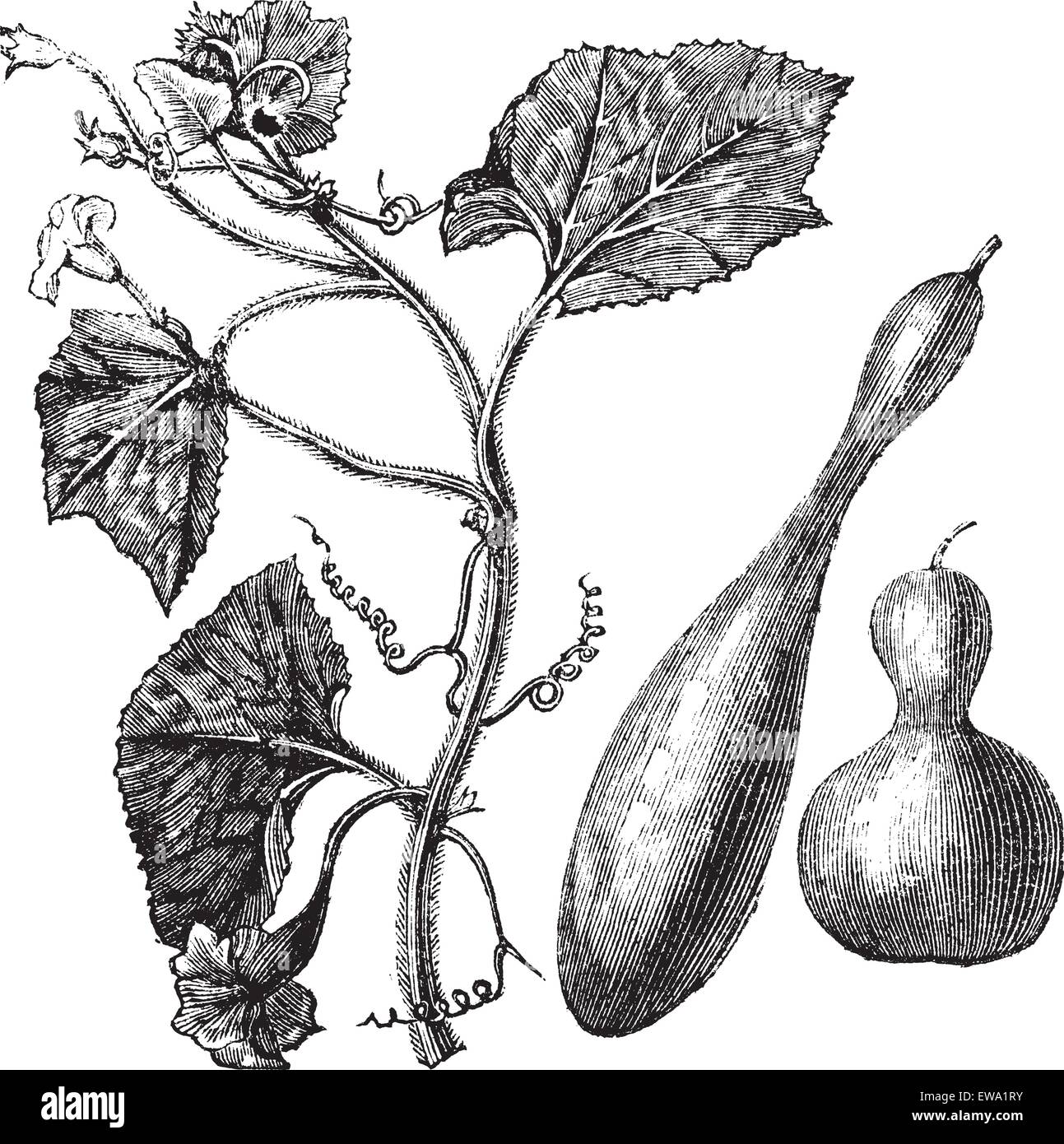 Sponge Gourd Drawing