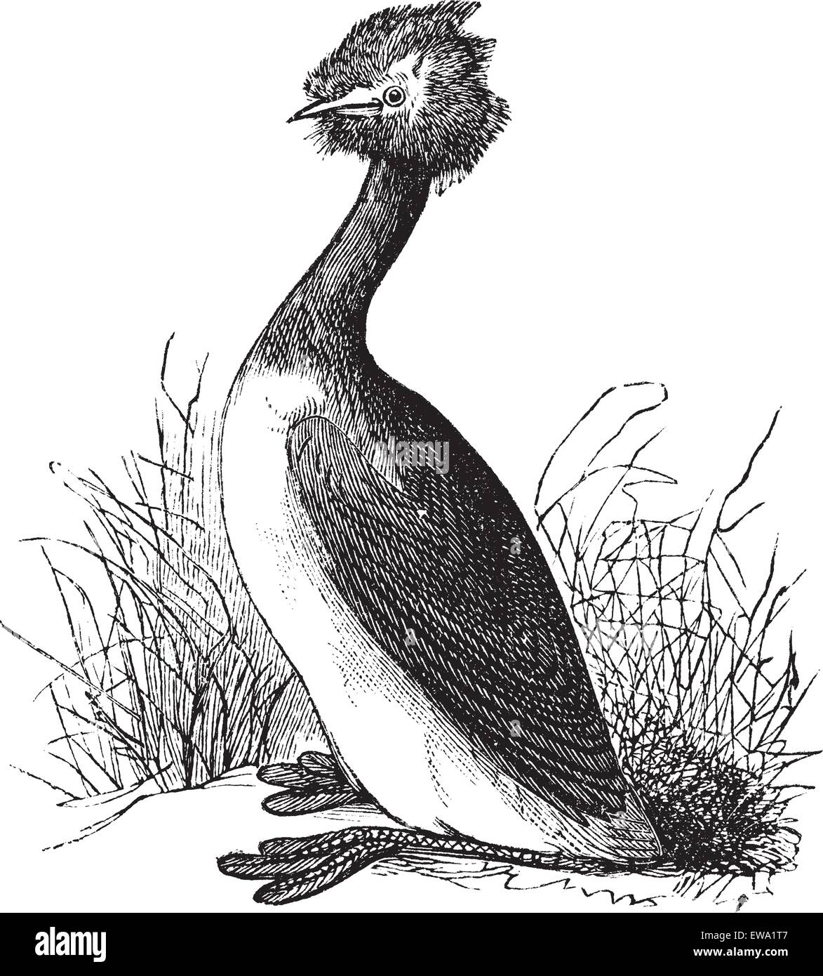 Podiceps Stock Vector Images - Alamy