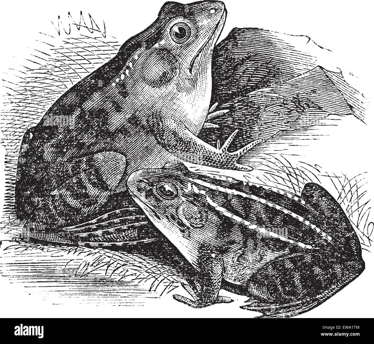 Aquatic leopard frog Stock Vector Images - Alamy