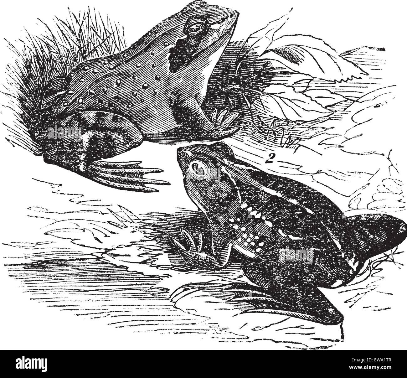 Etching water spring Stock Vector Images - Alamy