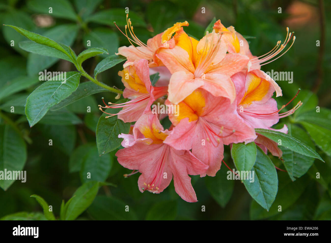 Rhododendron florescence hi-res stock photography and images - Alamy