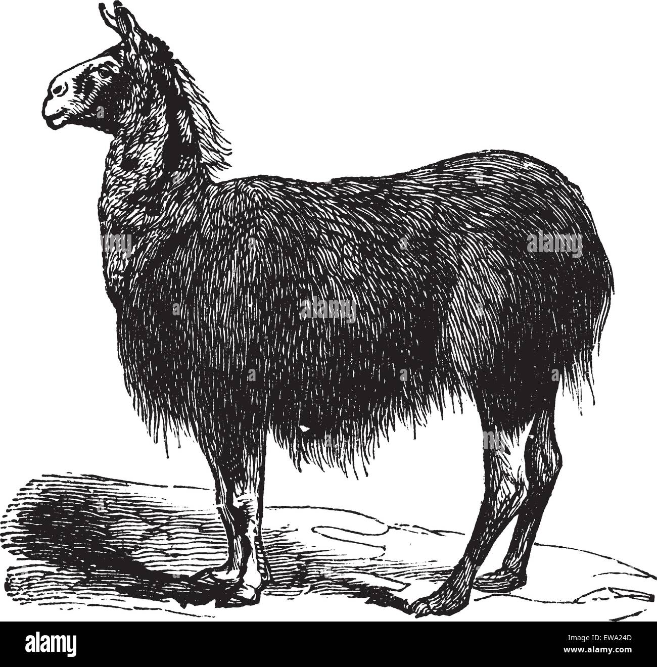 Guanaco Stock Vector Images - Alamy