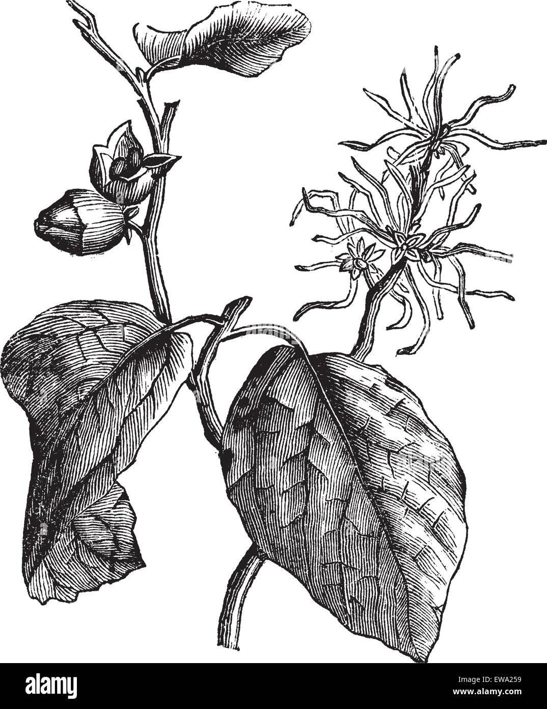 Witch hazel leaves Stock Vector Images - Alamy