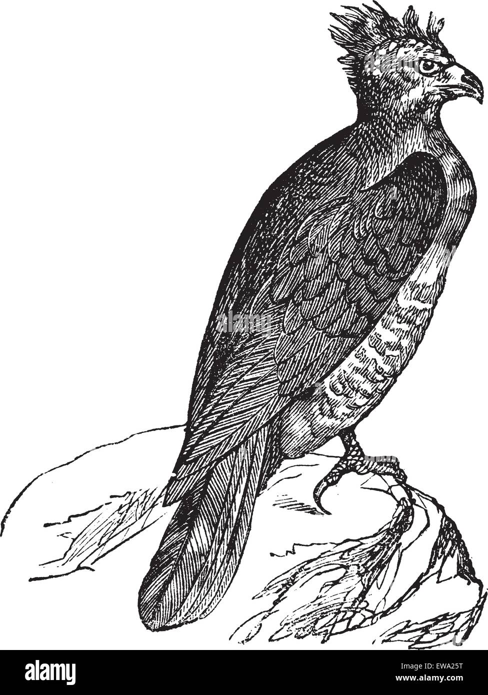Harpy (thrasaetus harpyia) vintage engraving. Old engraved illustration ...