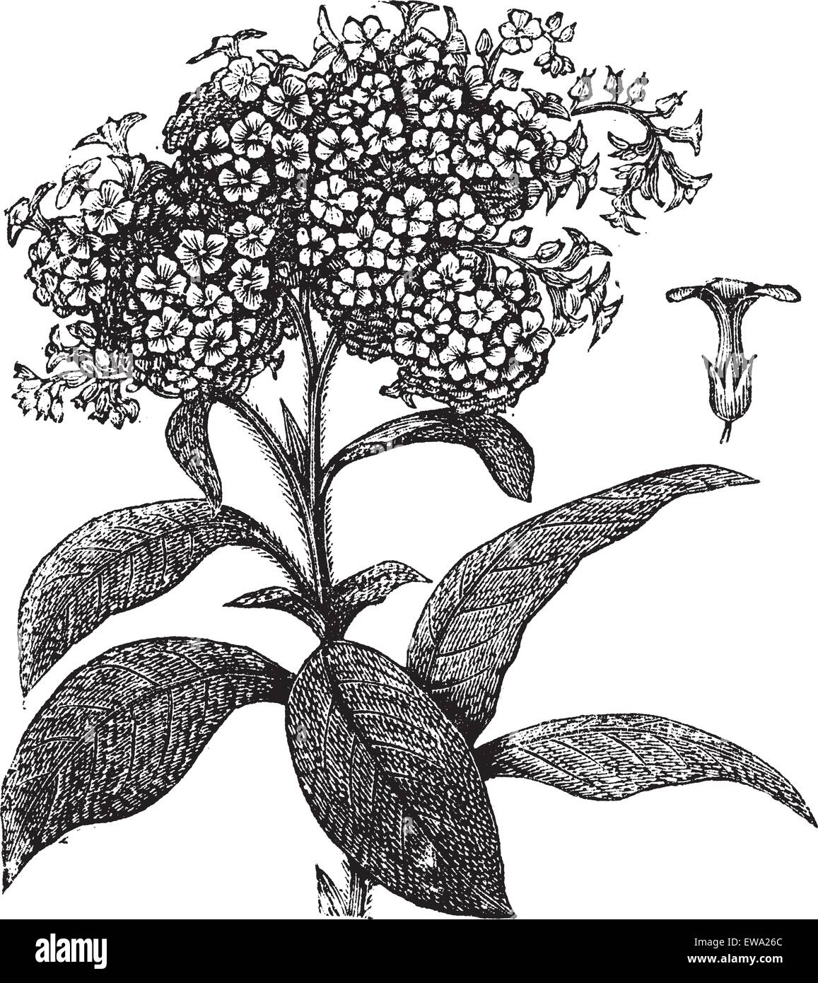Heliotrope Plant Drawing